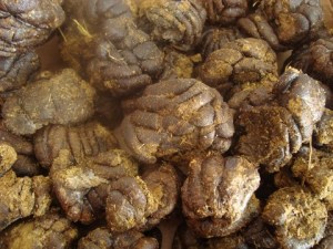 Making Paper out of Cow Manure | Just another Day on the Farm