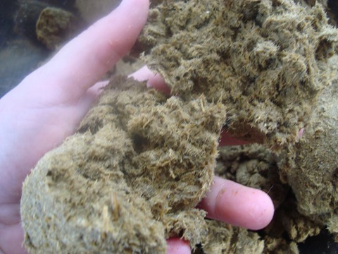 Making Paper out of Cow Manure | Just another Day on the Farm
