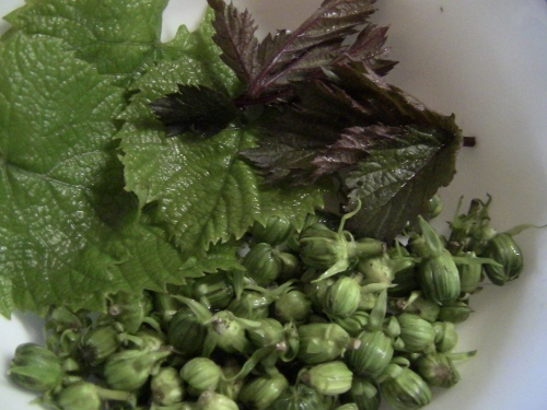 Pickled Dandelion Flower Buds Recipe | Just another Day on the Farm
