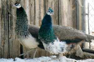 Hazelbert Nut Bush | Just another Day on the Farm