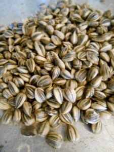 Battered Fried Perch Fish Roe | Just another Day on the Farm