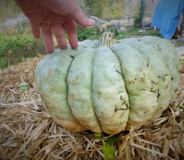 Musquee De Provence Squash | Just another Day on the Farm