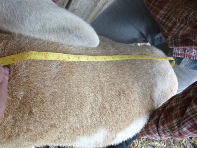 Sheep Weights – Figuring them out with measurements | Just another Day ...