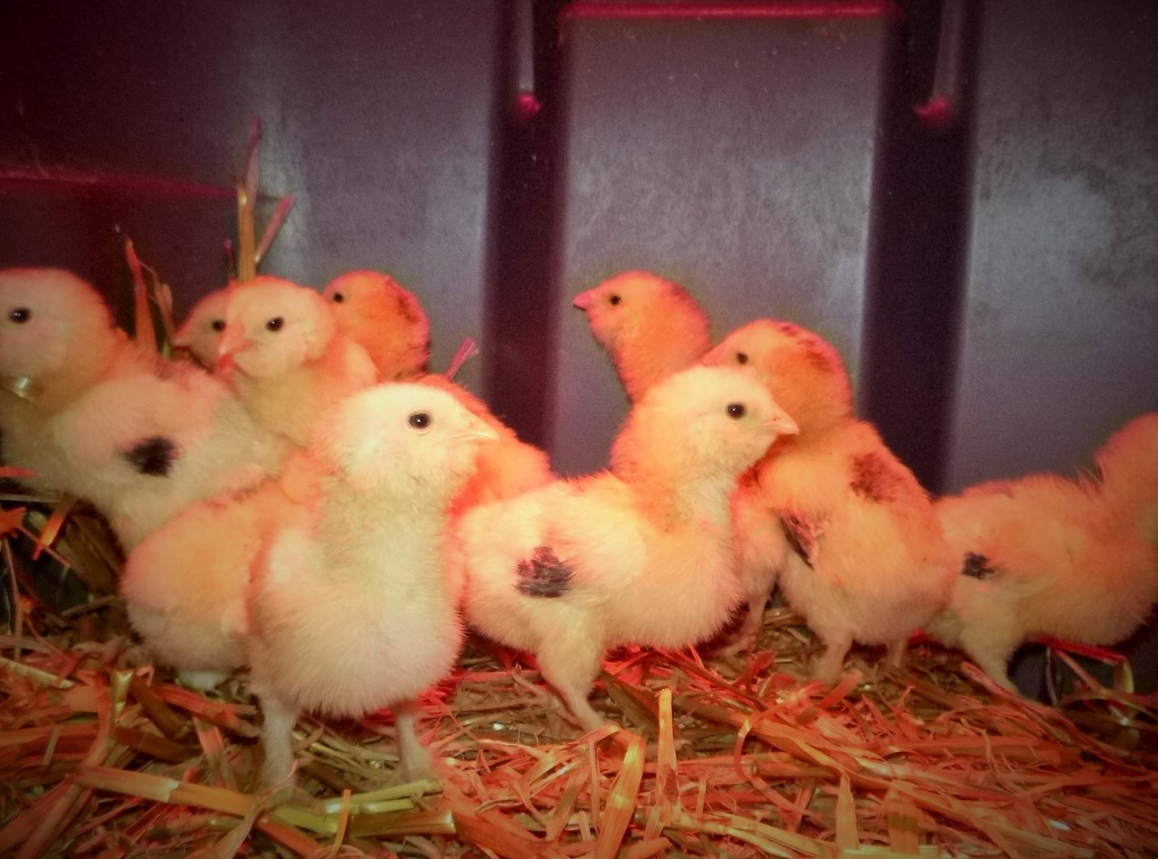 Buying Meat Chicks? | Just another Day on the Farm