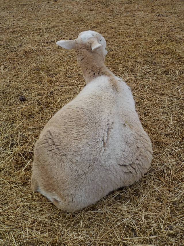 Big Barn Prep-Lamb Watch 2017 | Just another Day on the Farm