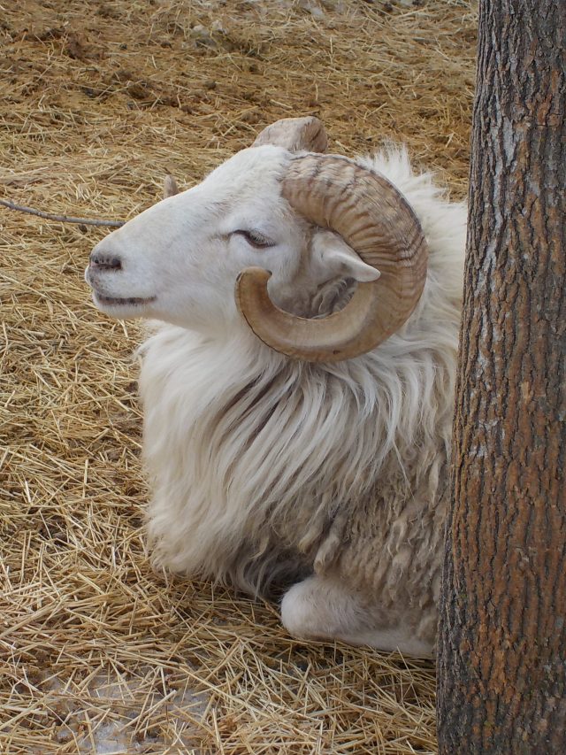 Big Barn Prep-Lamb Watch 2017 | Just another Day on the Farm