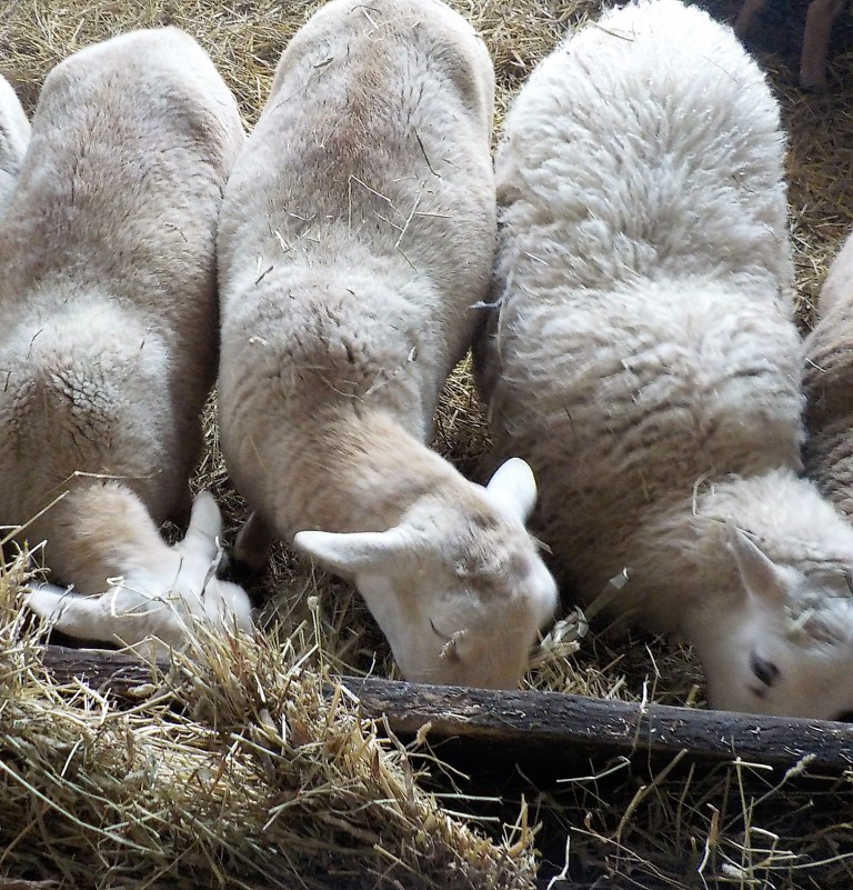 Reuse and Recyle- Sheep Feeder | Just another Day on the Farm