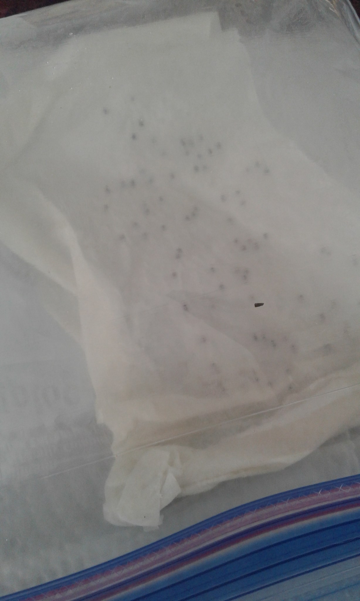 How to use the Baggy Method to Start Seeds | Just another Day on the Farm