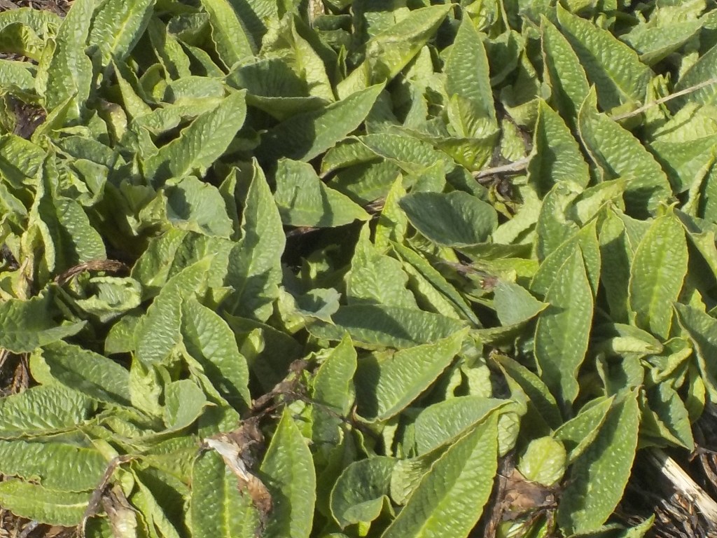 Comfrey- Livestock Feed | Just another Day on the Farm
