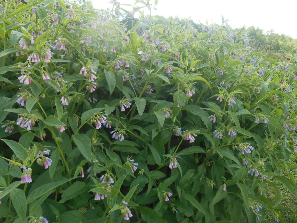 Comfrey- Livestock Feed | Just another Day on the Farm