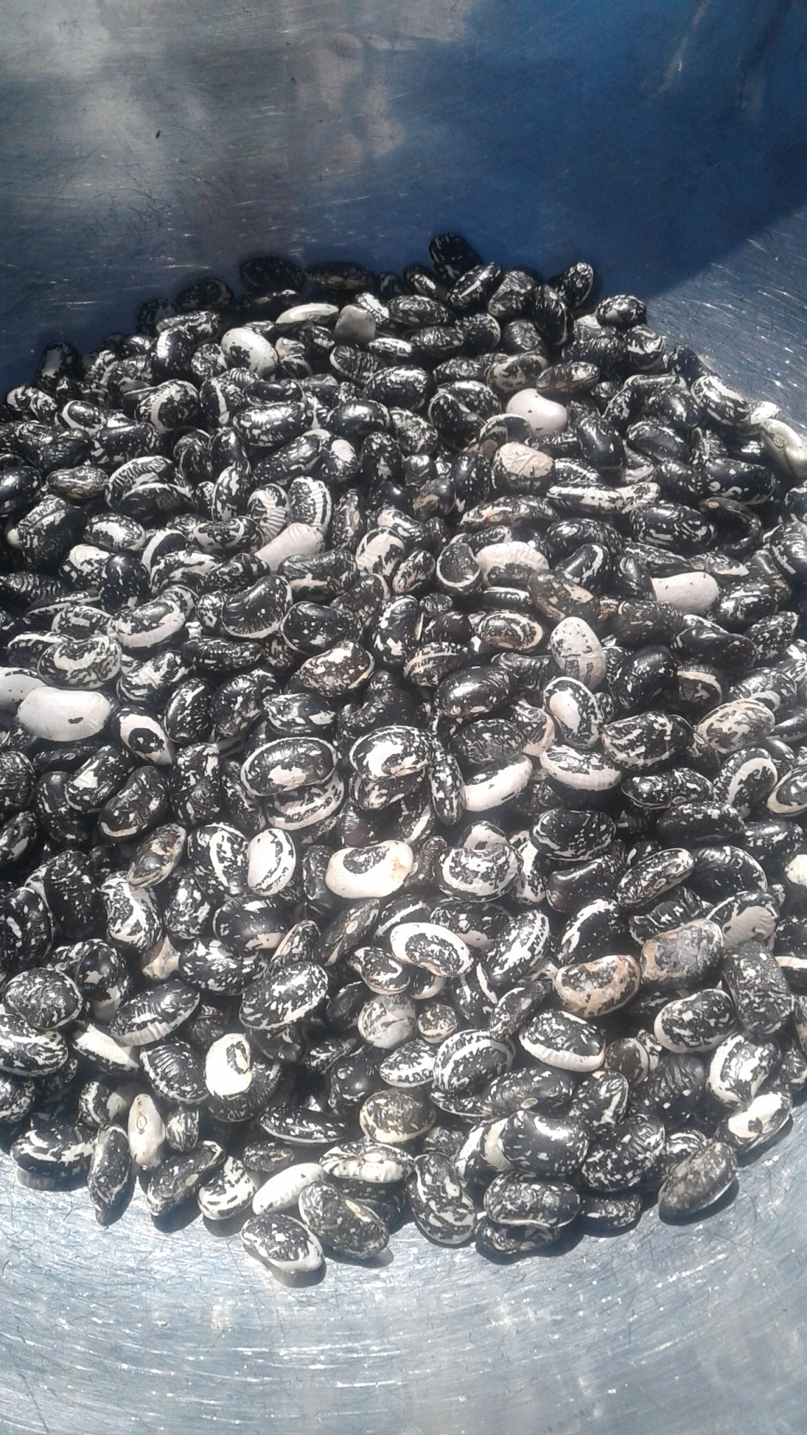 Flagg Beans Overview and Spring Update | Just another Day on the Farm