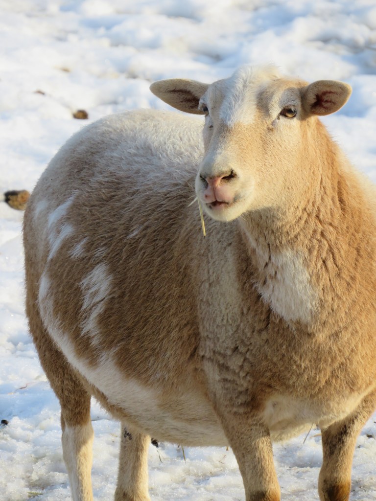 Sheep Milking in 2019 | Just another Day on the Farm