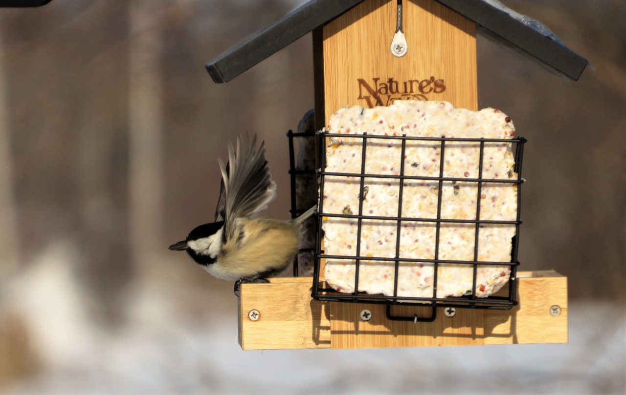 Lard Based Bird Seed Cakes | Just another Day on the Farm