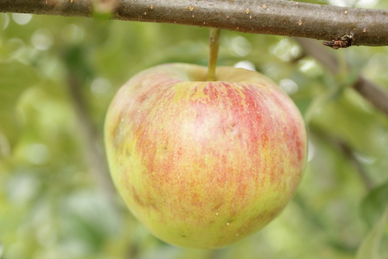 Sweet Sixteen Apple Tree | Just another Day on the Farm