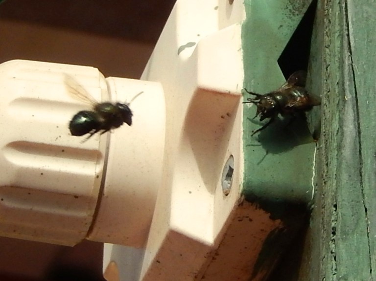 How to Build a Mason Bee Hotel Series | Just another Day on the Farm