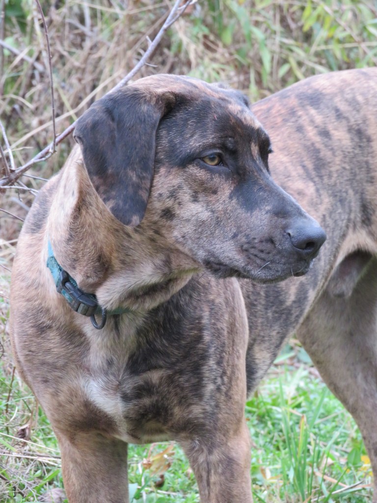 If there was ever a time for a couple good dogs! | Just another Day on ...