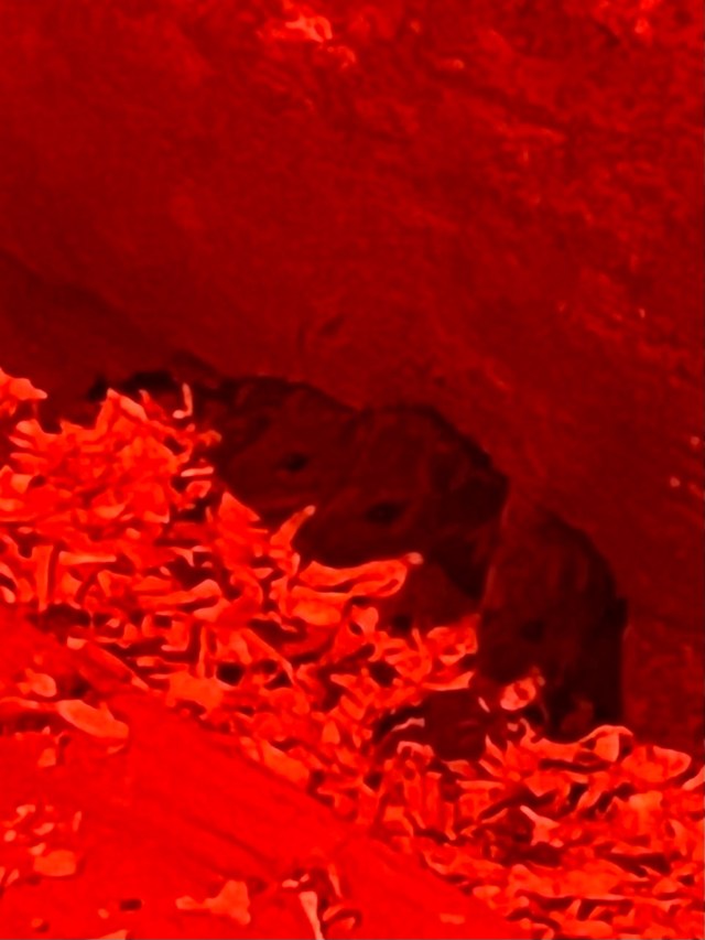 Rats.. so many rats | Just another Day on the Farm